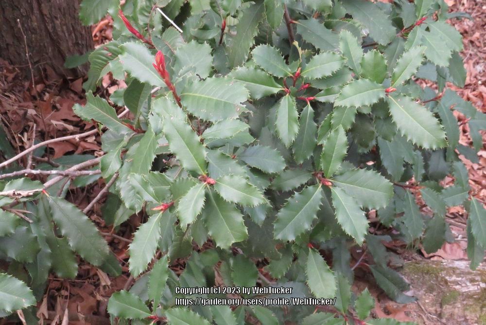 Photo of the leaves of Chinese Photinia (Photinia serratifolia) posted ...