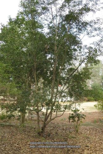 Ternstroemia gymnanthera? in the Plant ID forum - Garden.org