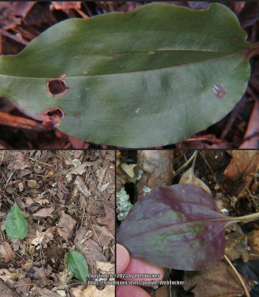 Photo of the leaves of Cranefly Orchid (Tipularia discolor) posted by ...