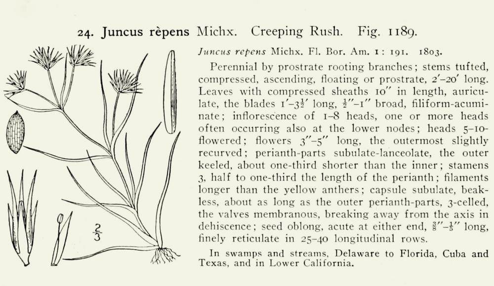 Photo of the documentation of Lesser Creeping Rush (Juncus repens ...