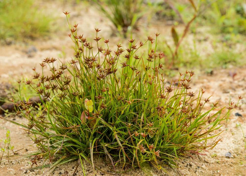 Photo of the entire plant of Lesser Creeping Rush (Juncus repens ...