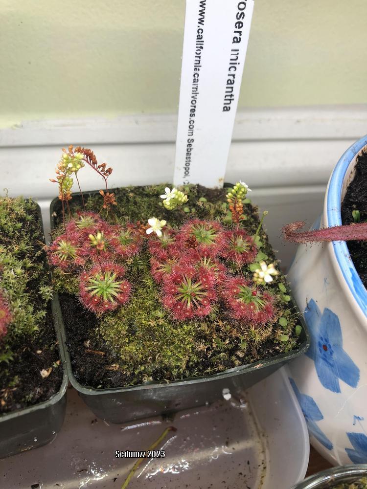 Photo of the entire plant of Sundew (Drosera paleacea) posted by ...