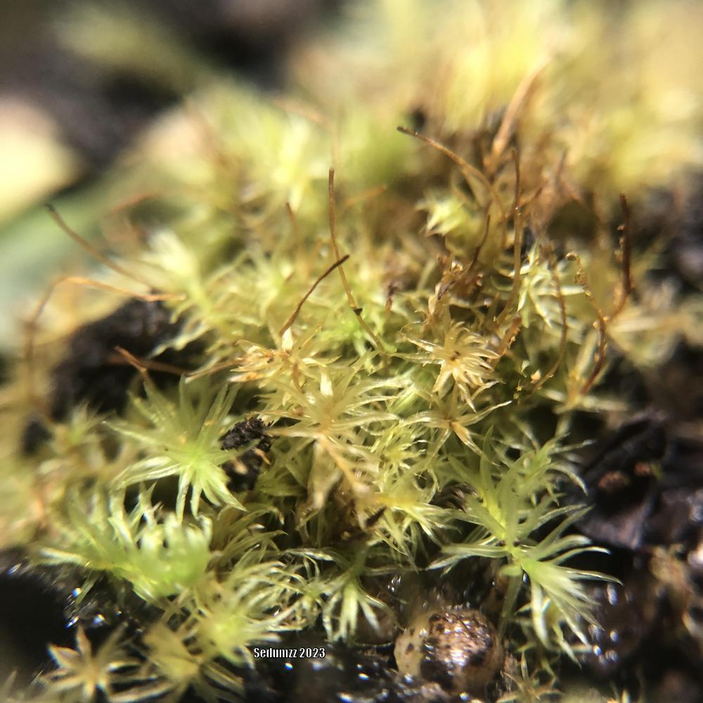 Photo of the entire plant of Ribbed Bog Moss (Aulacomnium palustre ...