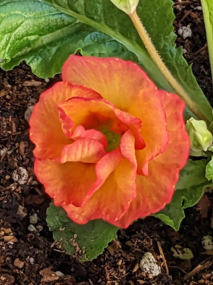 Photo of the bloom of Primrose (Primula Primlet® Sunrise) posted by Joy ...