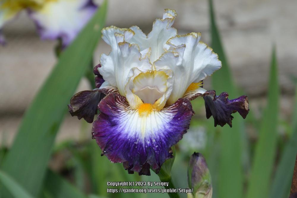 Photo of the bloom of Tall Bearded Iris (Iris 'Night's Edge') posted by ...