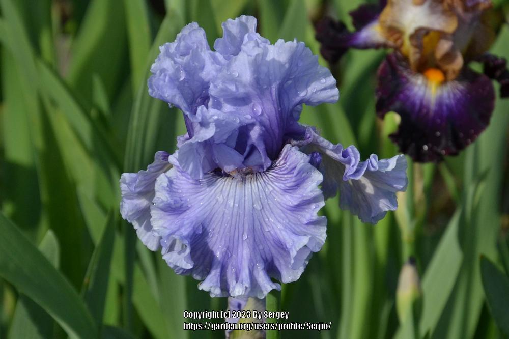 Photo of the bloom of Tall Bearded Iris (Iris 'Ocean Liner') posted by ...