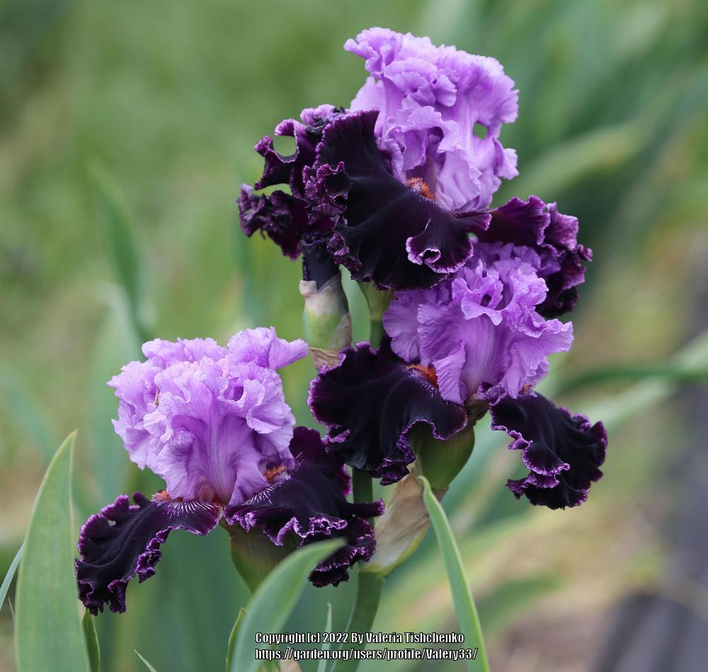 Photo of the bloom of Tall Bearded Iris (Iris 'Royal Mystique') posted by Valery33 - Garden.org