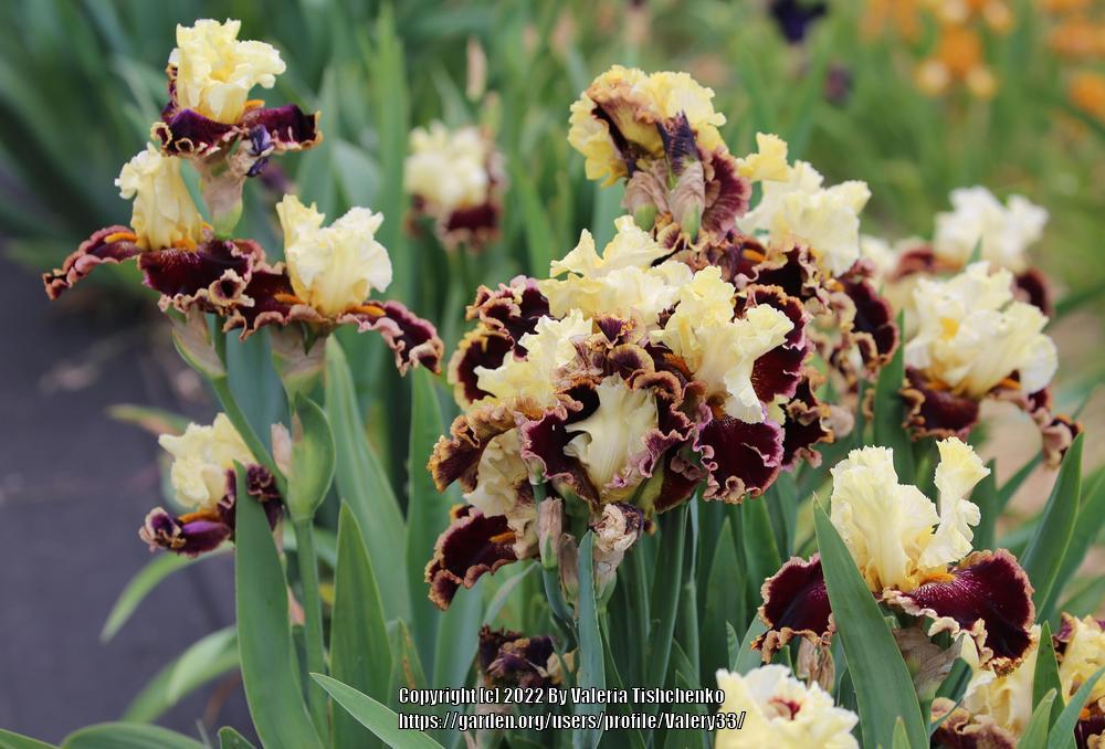 Photo of the bloom of Tall Bearded Iris (Iris 'Risk Taker') posted by ...