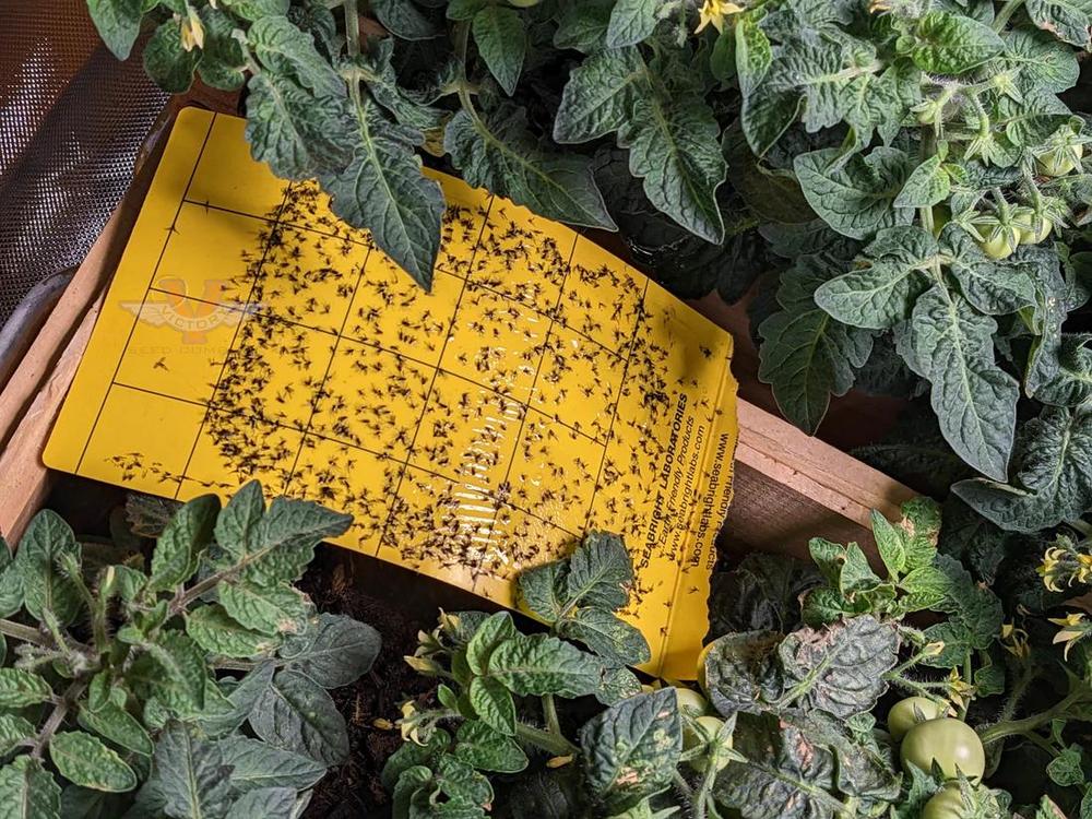 Fungus Gnats - Garden.org