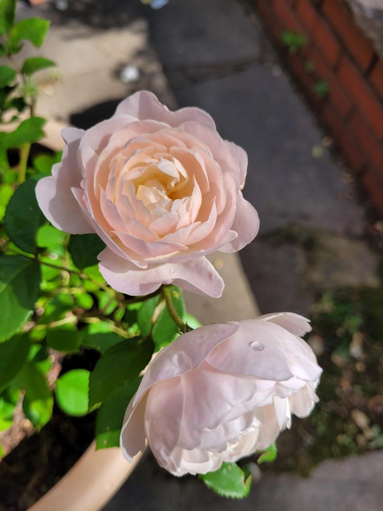 English Shrub Rose (Rosa 'Desdemona') in the Roses Database - Garden.org