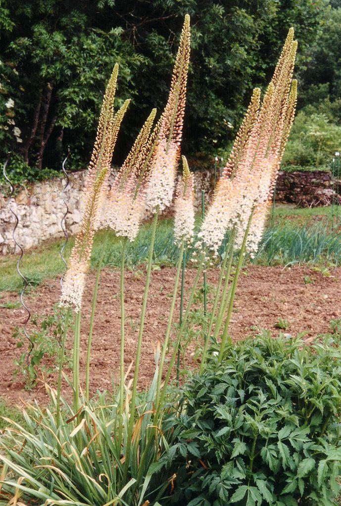 Photo of the entire plant of Foxtail Lily (Eremurus x isabellinus ...