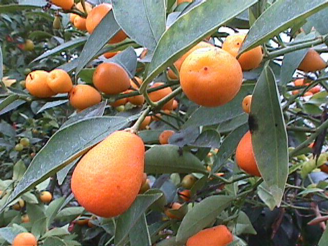 Polyandra Kumquat (Citrus polyandra) in the Citrus Fruits Database ...