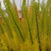 Photo of the bloom of Foxtail Lily (Eremurus 'Tap Dance') posted by ...