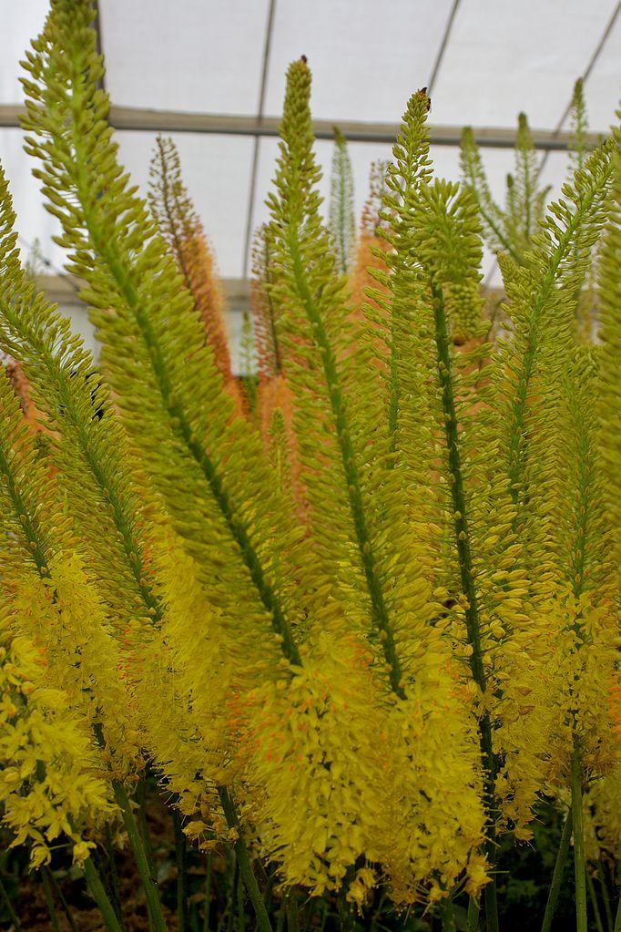 Photo of the bloom of Foxtail Lily (Eremurus 'Tap Dance') posted by ...