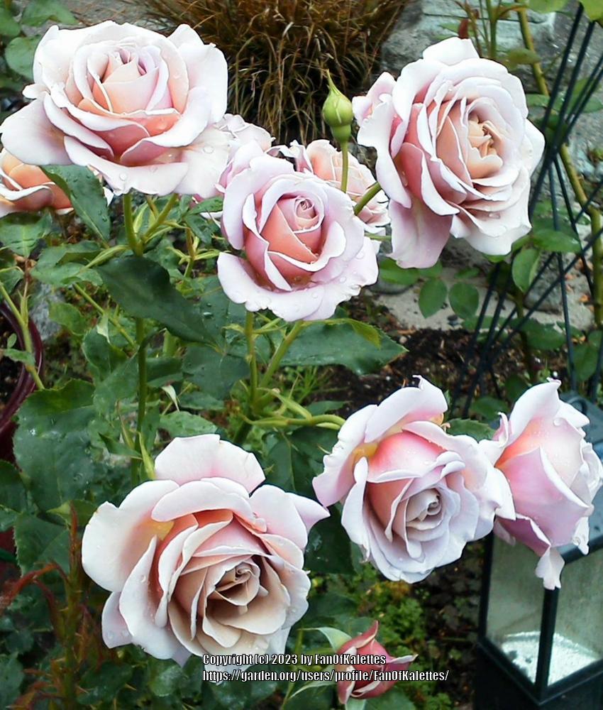 Photo of the bloom of Rose (Rosa 'Koko Loko') posted by FanOfKalettes ...