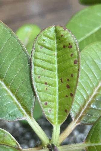 Red spots on leaves in the Plumeria forum - Garden.org