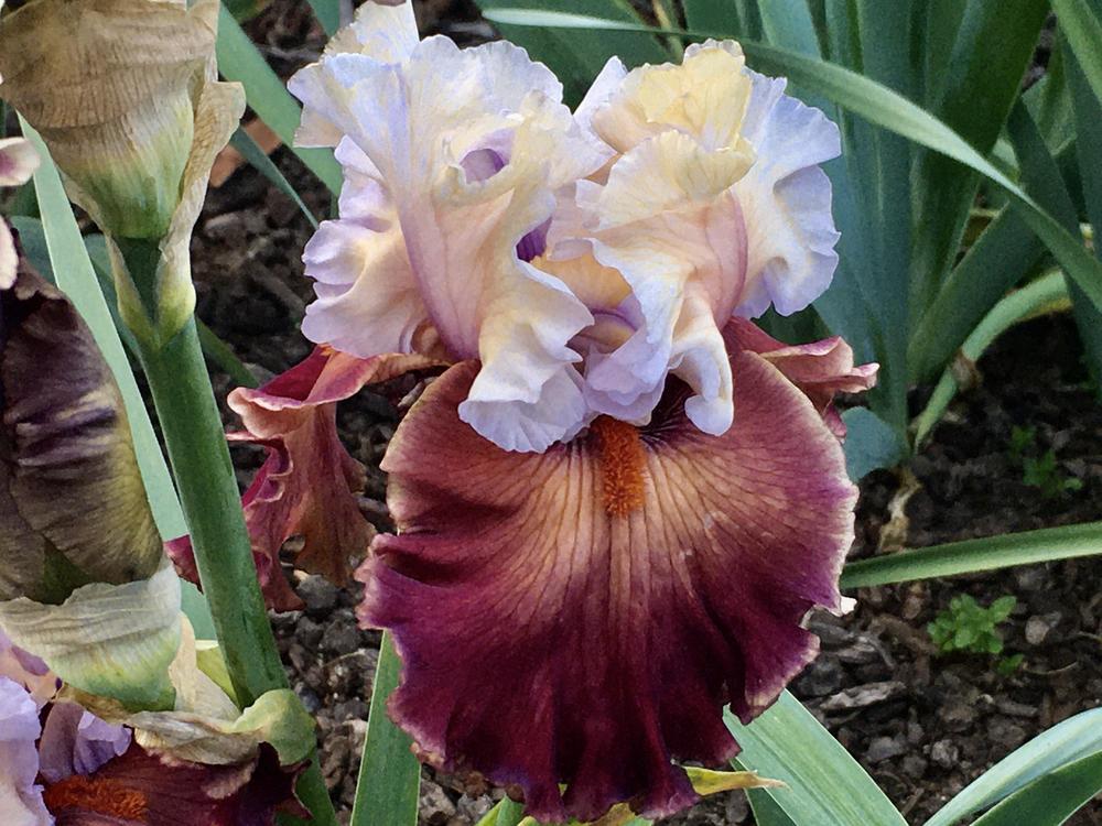 Photo of the bloom of Tall Bearded Iris (Iris 'One Man's Art') posted ...