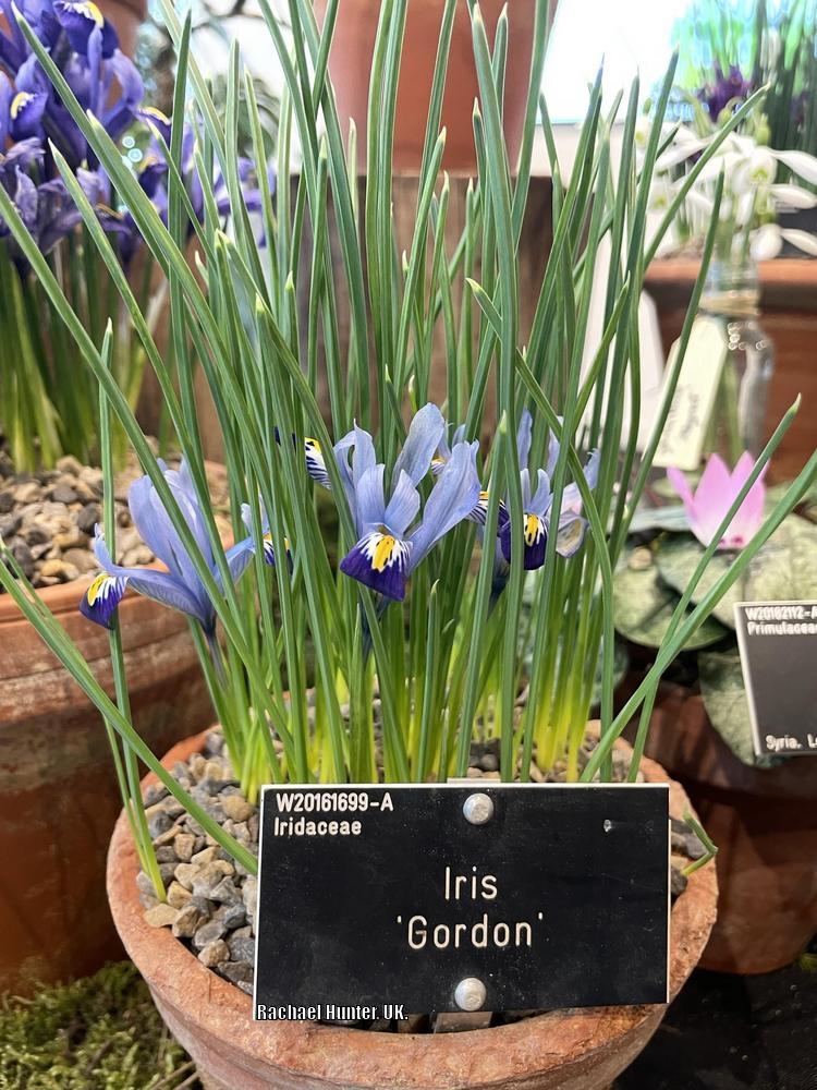 Reticulated Iris (Iris reticulata 'Gordon') in the Irises Database ...