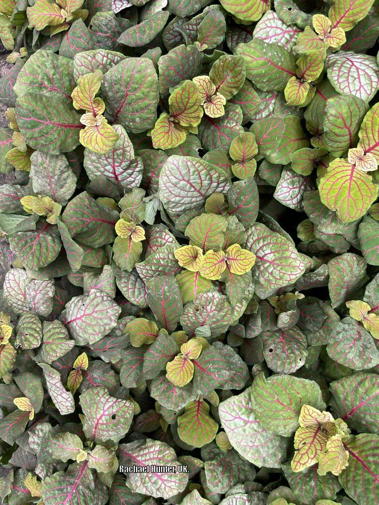 Photo of the leaves of Nerve Plant (Fittonia albivenis 'Mosaic Skeleton ...