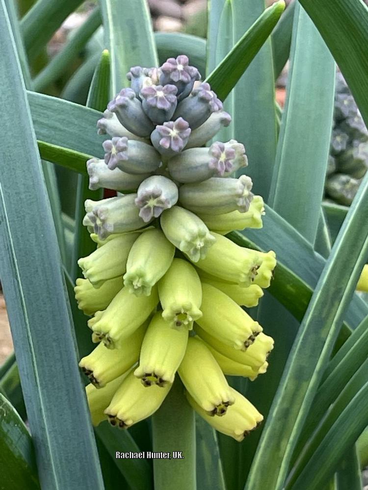 Photo of the bloom of Yellow Grape Hyacinth (Muscari macrocarpum ...