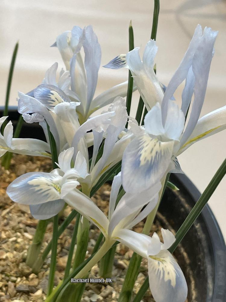 Photo of the bloom of Reticulated Iris (Iris reticulata 'Painted Lady ...
