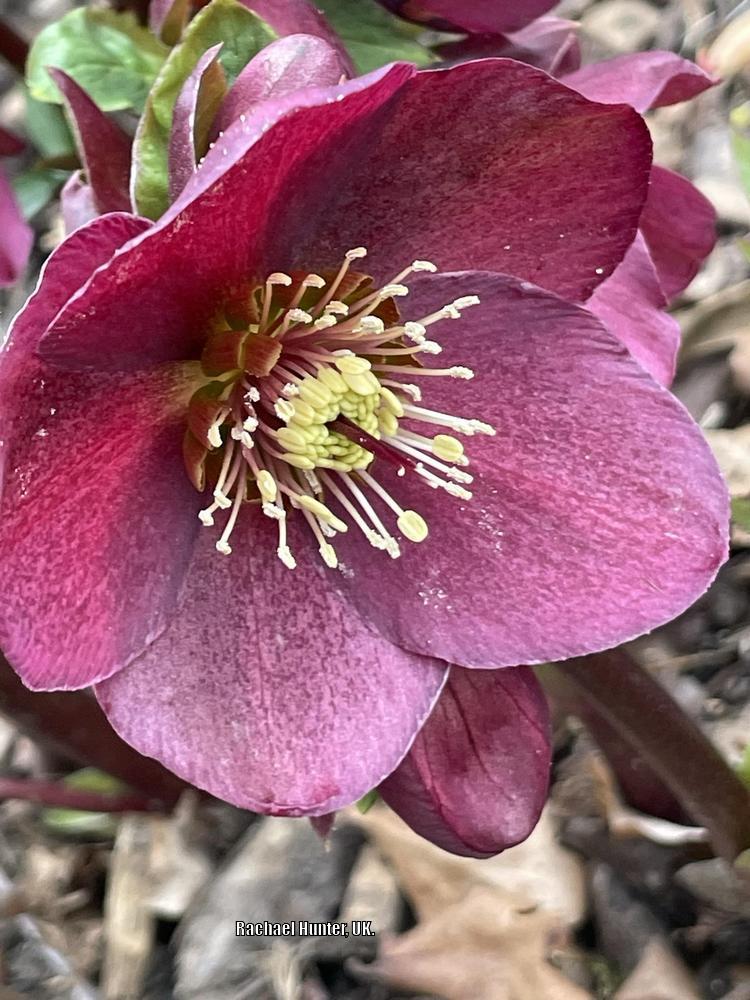 Photo of the bloom of Hellebore (Helleborus Gold Collection® Ice N ...