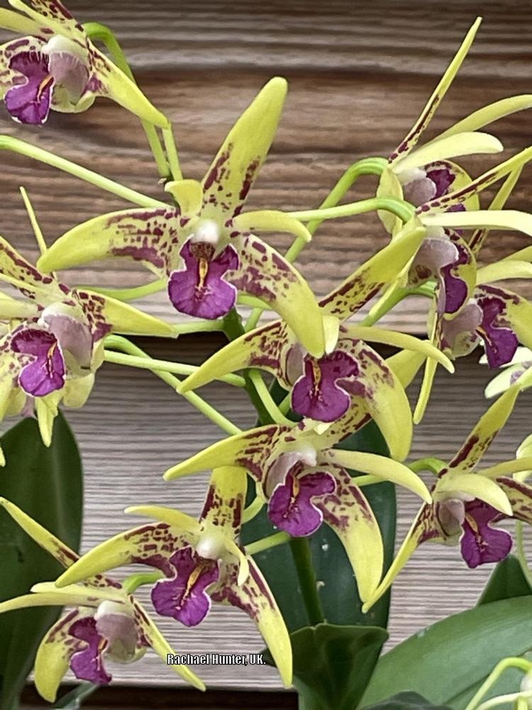 Orchid (Dendrobium Australian Artist) - Garden.org