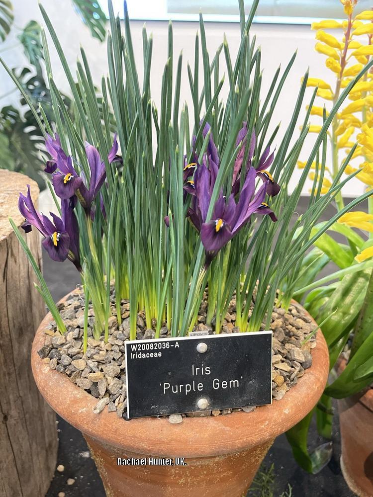 Reticulated Iris (Iris reticulata 'Purple Gem') in the Irises Database ...