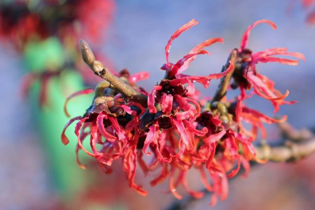 Photo of the bloom of Witch Hazel (Hamamelis 'Diane') posted by ...