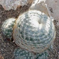 Photo of the entire plant of Snowball Cactus (Mammillaria candida ...