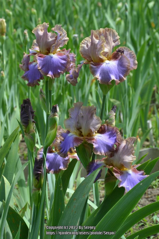 Photo of the bloom of Tall Bearded Iris (Iris 'Molokini') posted by Serjio - Garden.org