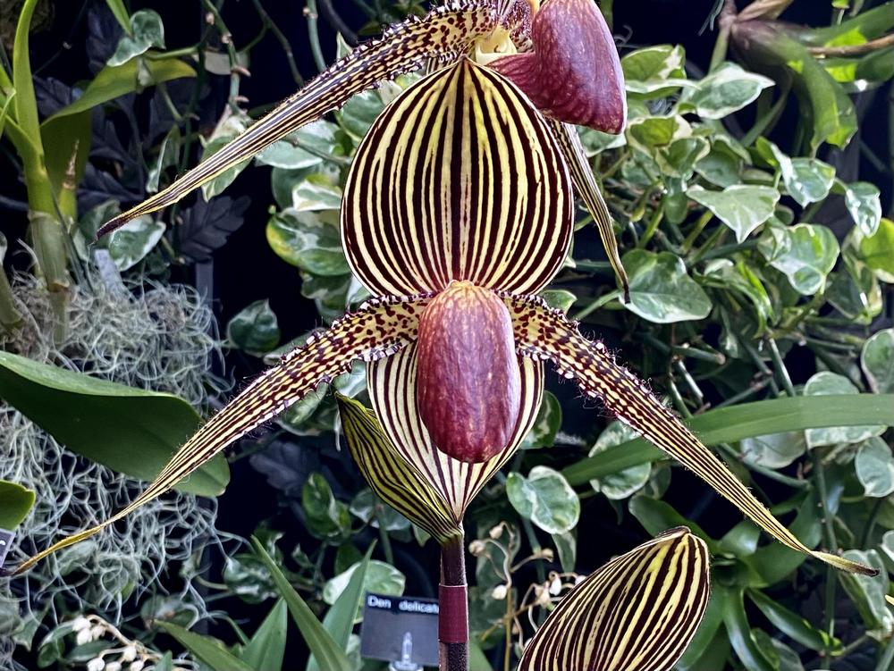Photo of the bloom of Rothschild's Slipper Orchid (Paphiopedilum ...