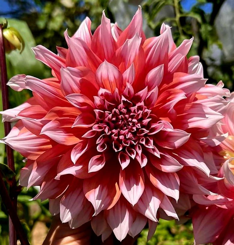 Photo of the bloom of Informal Decorative Dahlia (Dahlia 'Holland ...