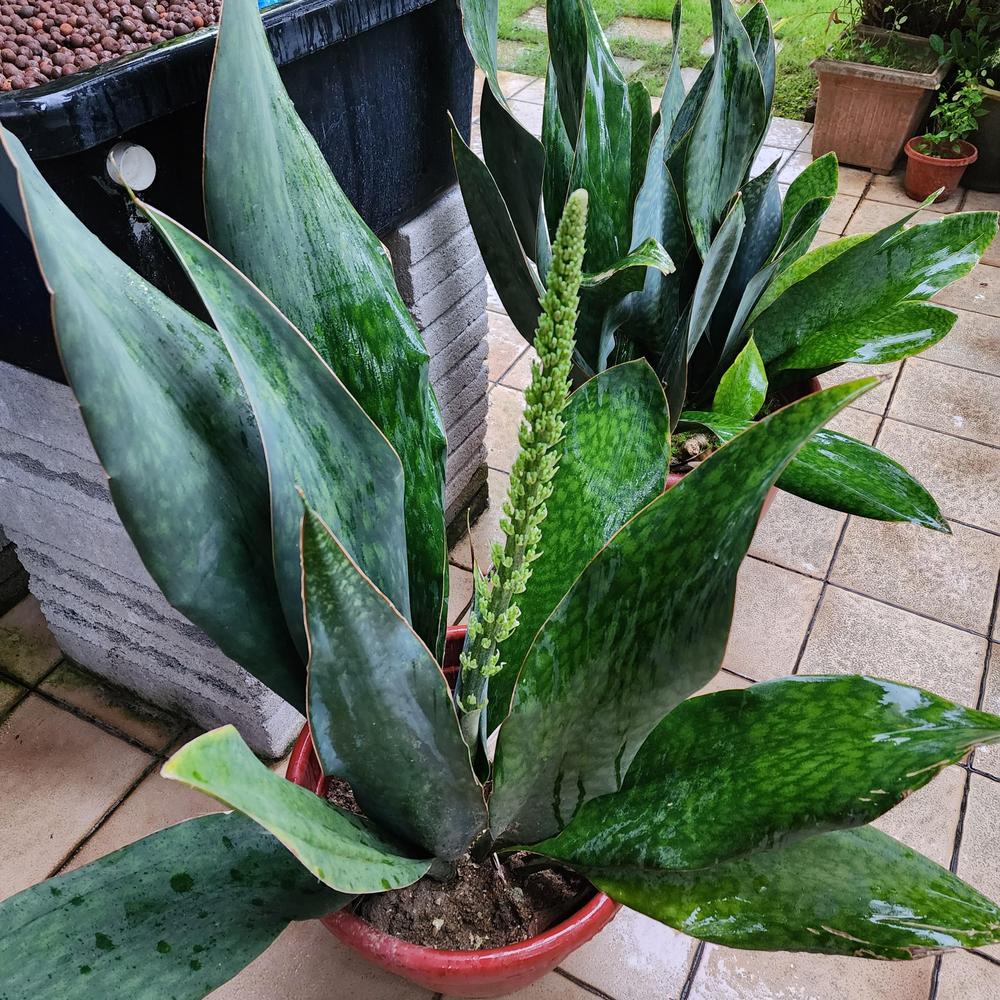 Photo of the bloom of Whale Fin Snake Plant (Dracaena masoniana) posted ...