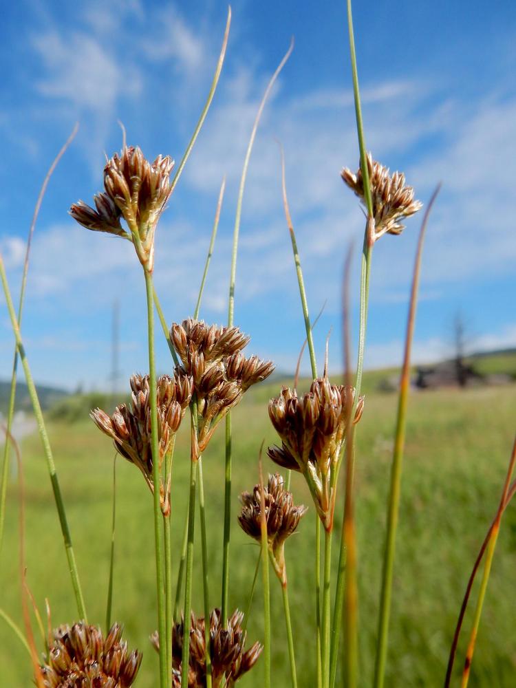 Photo of the bloom of Slender Rush (Juncus tenuis) posted by scvirginia ...