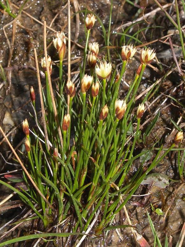 Photo of the entire plant of Three-Flowered Rush (Juncus triglumis ...