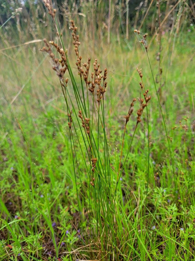 Photo of the entire plant of Secund Rush (Juncus secundus) posted by ...