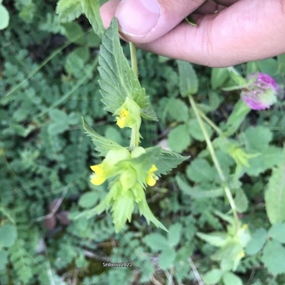 Photo of the bloom of Arctic rattlebox (Rhinanthus minor subsp ...