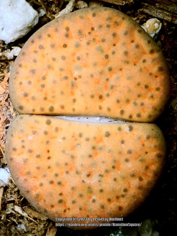 Photo of the entire plant of Living Stones (Lithops fulviceps) posted ...