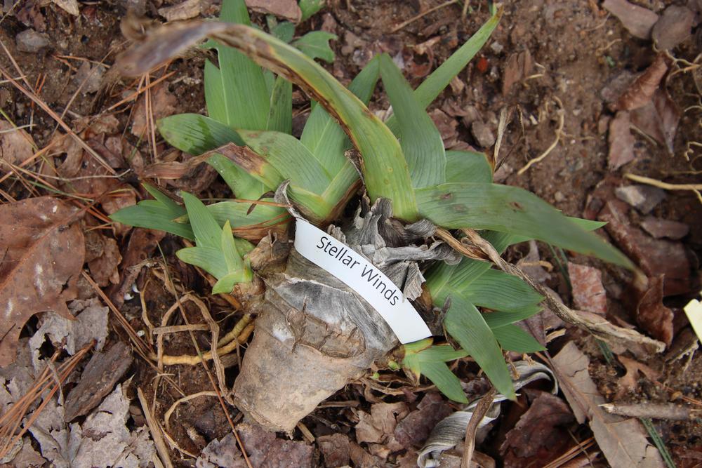 Photo of the emerging growth of Tall Bearded Iris (Iris 'Stellar Wind') posted by LoriMT ...