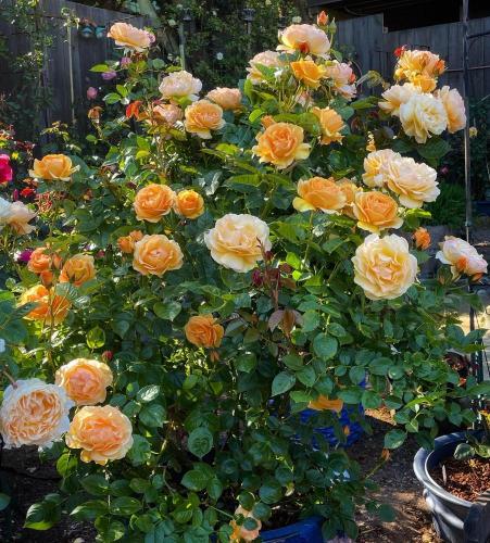 Witherspoon Roses -- Free Shipping in the Roses forum - Garden.org
