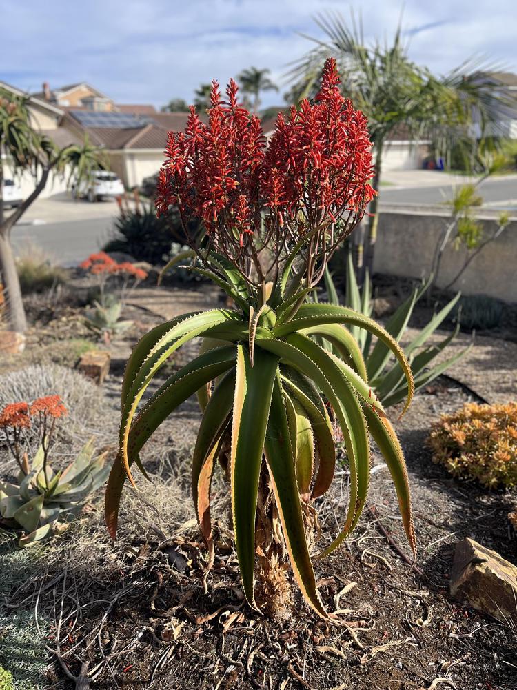 Photo of the entire plant of Malagasy Tree Aloe (Aloe vaombe) posted by ...