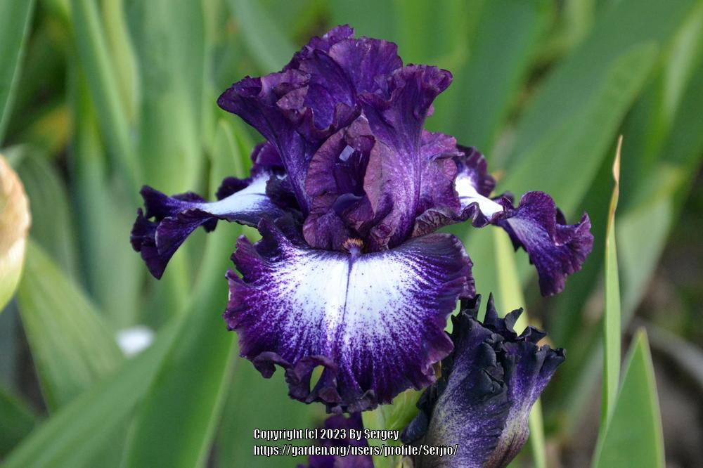 Photo of the bloom of Tall Bearded Iris (Iris 'Midnight Velvet') posted ...