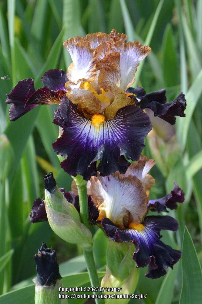 Photo of the bloom of Tall Bearded Iris (Iris 'Mixed Signals') posted by Serjio - Garden.org