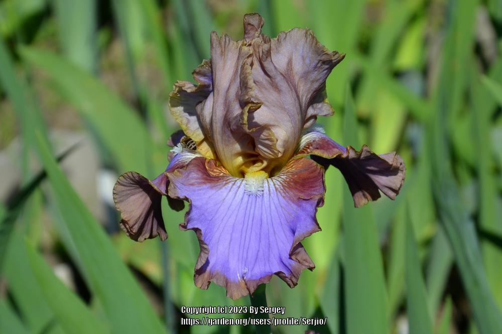 Photo of the bloom of Tall Bearded Iris (Iris 'Molokini') posted by Serjio - Garden.org