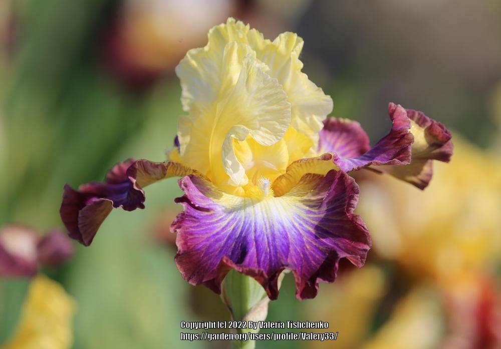 Photo of the bloom of Tall Bearded Iris (Iris 'Point of No Return ...