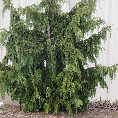 Weeping Alaska Cedar (Xanthocyparis nootkatensis 'Pendula') - Garden.org