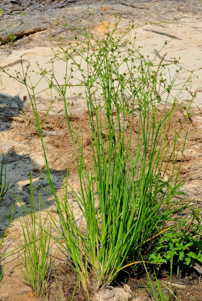 Photo of the entire plant of Roundhead Rush (Juncus validus) posted by ...