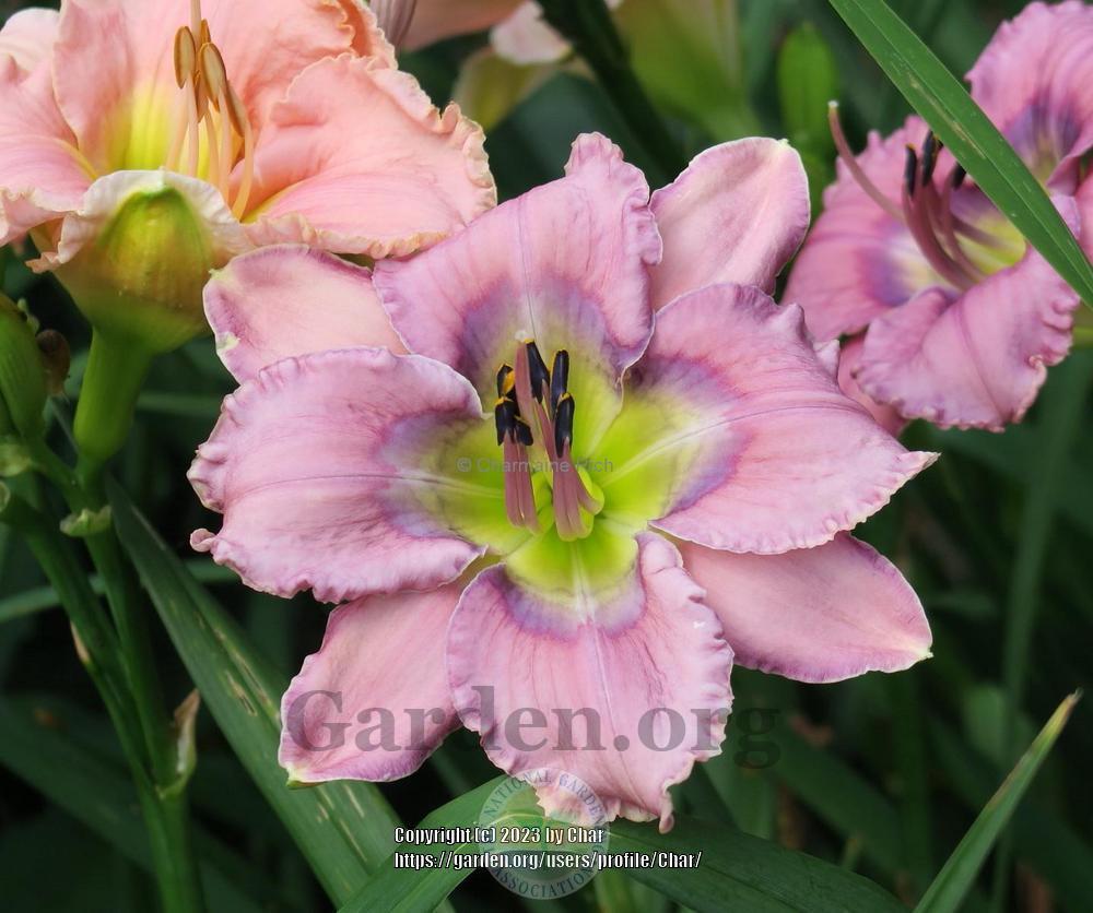Photo of the bloom of Daylily (Hemerocallis 'Hidden Cameras') posted by ...