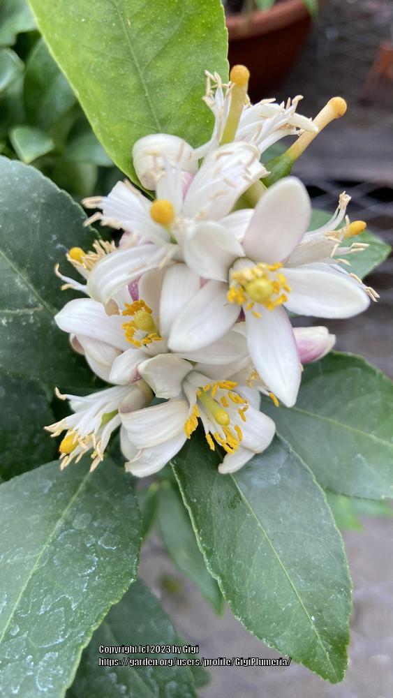 Photo of the bloom of Meyer Lemon (Citrus x limon 'Improved Meyer ...
